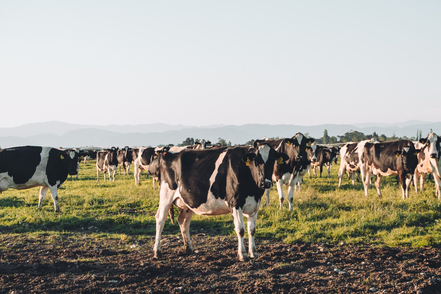 Trace Elements & Livestock Reproduction | Agvance Nutrition