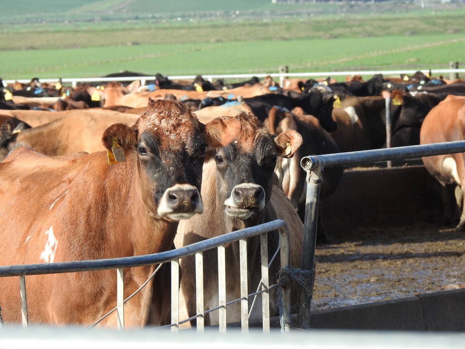 ALL YOU NEED TO KNOW ABOUT DOWNER COWS | Agvance Nutrition