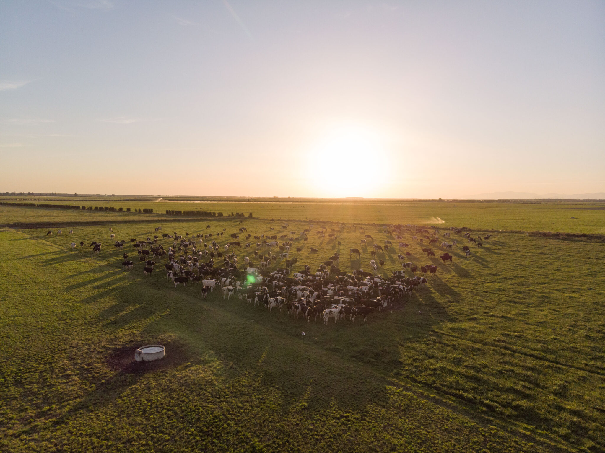 Minerals for Over-conditioned Dairy Cows | Agvance Nutrition