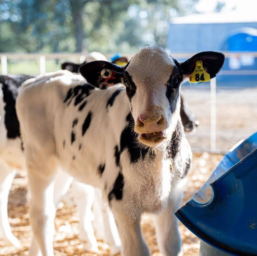 Calf Protect+ | Calf Health Supplement | Agvance Nutrition
