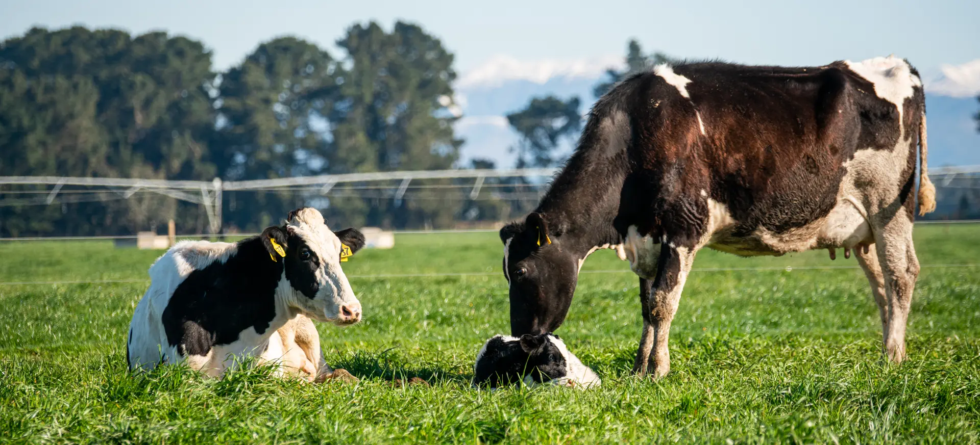 Free Choice Colostrum Starter – Colostrum Cows | Agvance