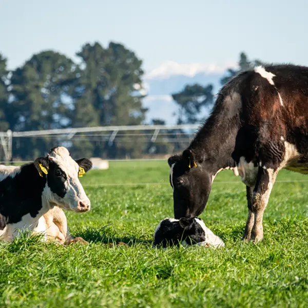 Free Choice Colostrum Starter – Colostrum Cows | Agvance