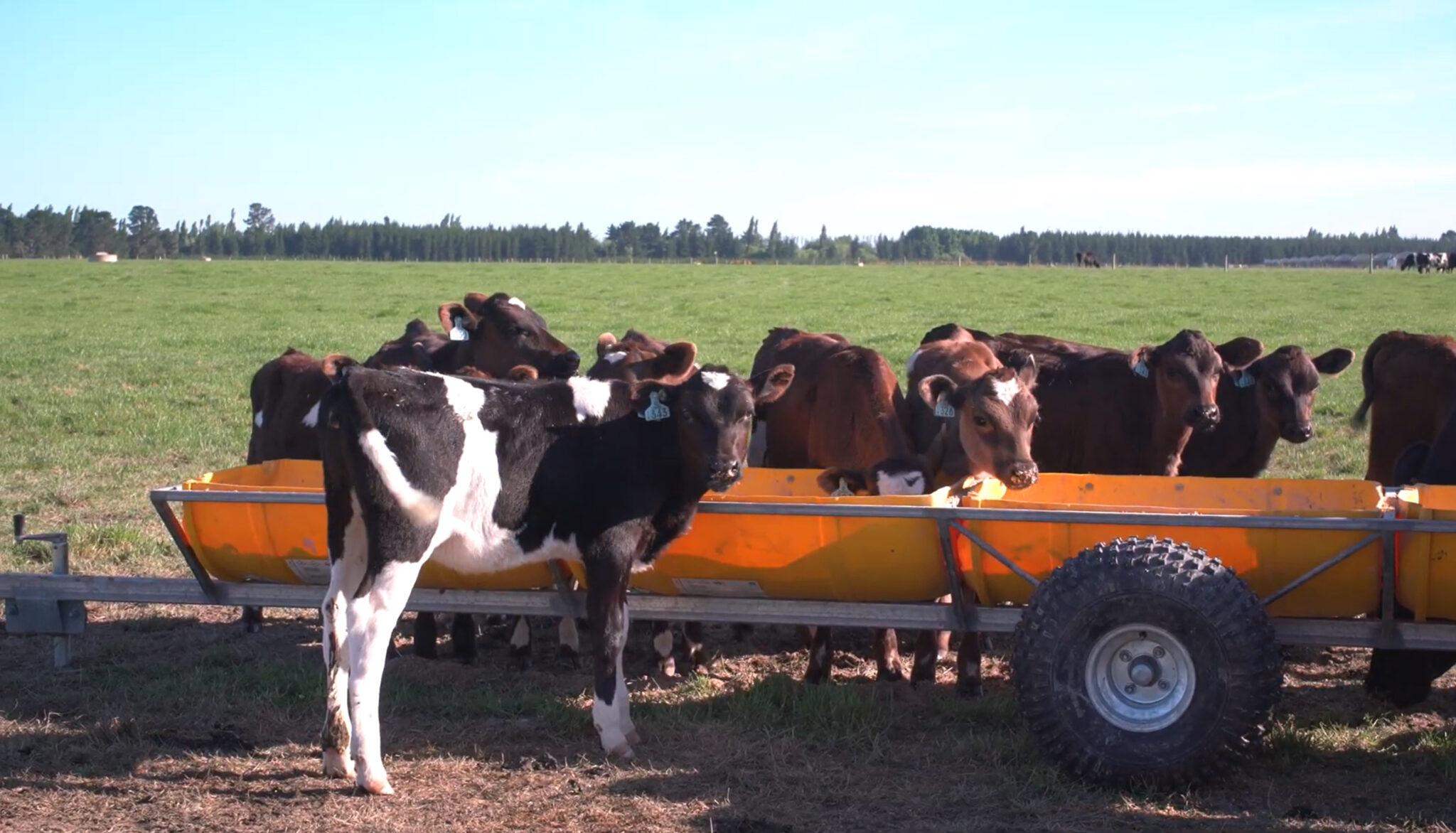 Calf Protect Grower – R1 & R2 Heifer Support | Agvance