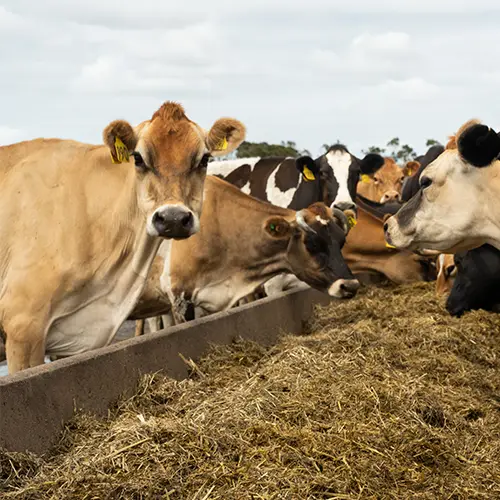 Novasil Plus – Natural Mycotoxin Binder for Dairy Herds | Agvance